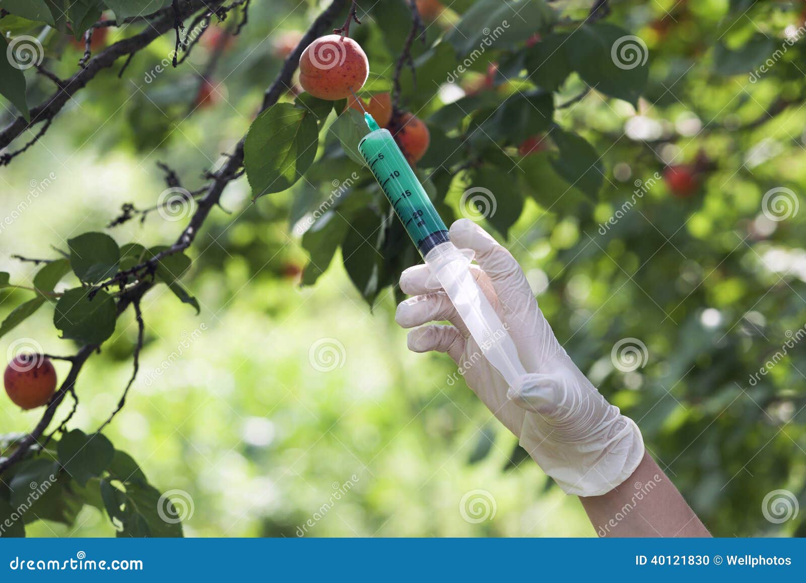 GMO fruit stock photo. Image of biochemistry, danger - 40121830
