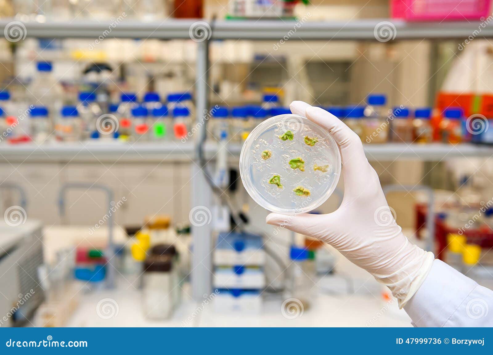Gmo plant in lab stock photo. Image of microbiology, blurred - 47999736