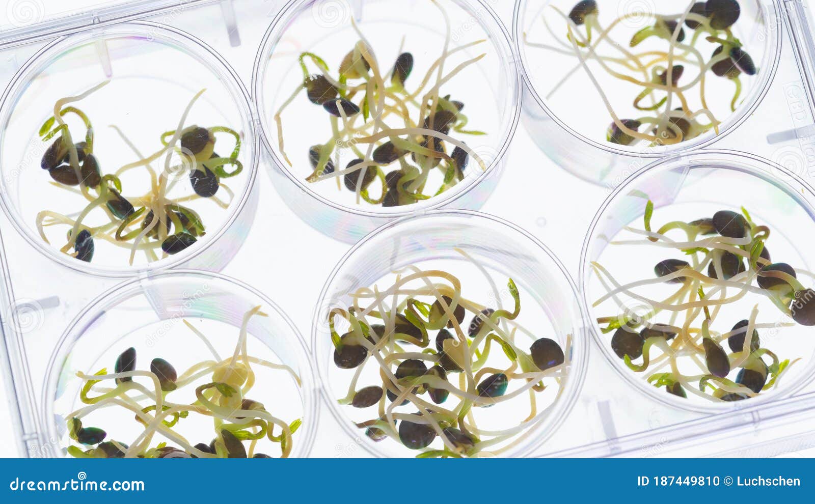 GMO Plant Sprouts Science Lab Stock Photo - Image of genetic, probe ...