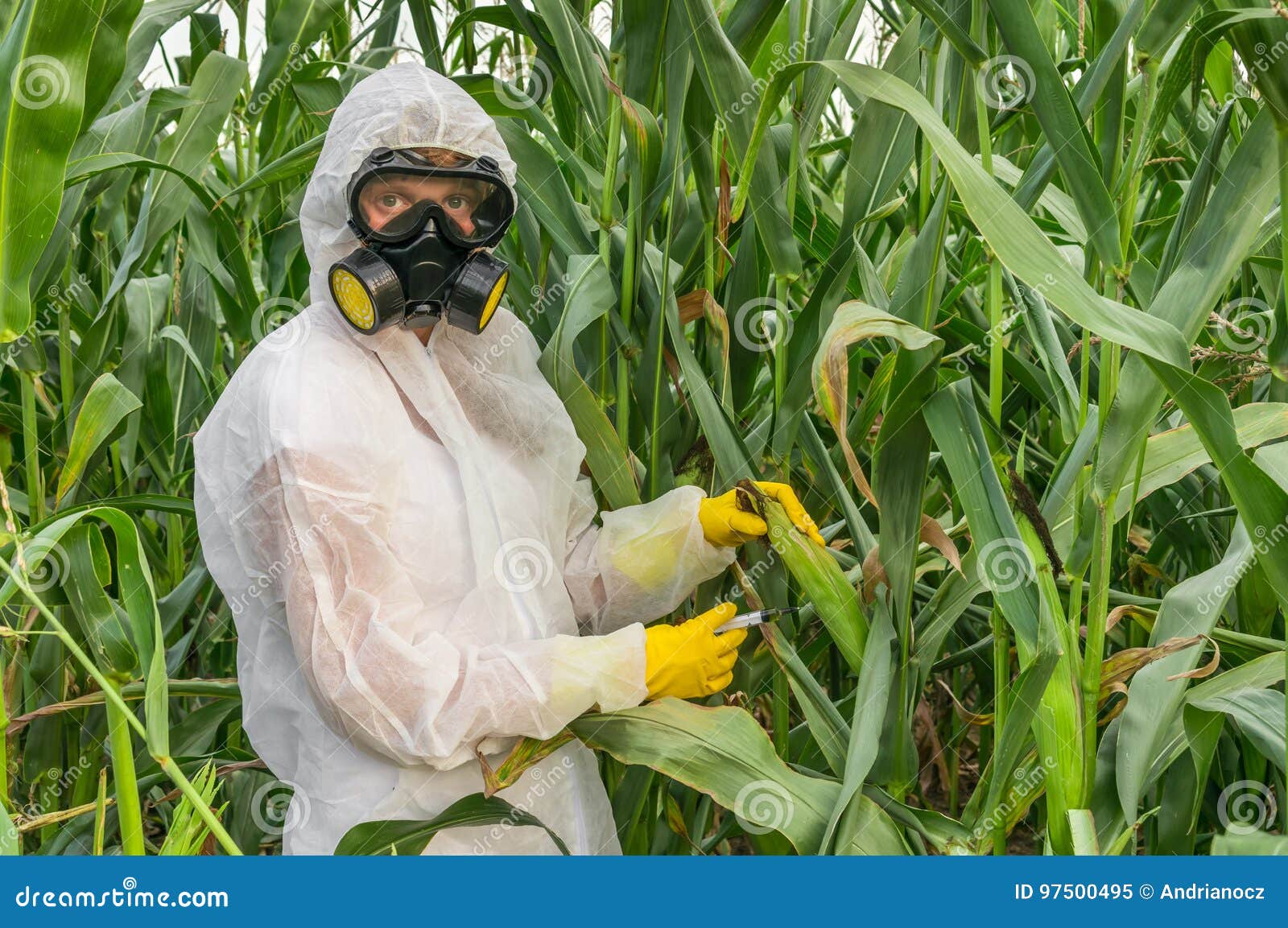 GMO Scientist in Coveralls Genetically Modifying Corn Maize Stock Image ...