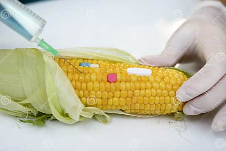 GMO test on corn stock image. Image of glove, engineering - 75954999
