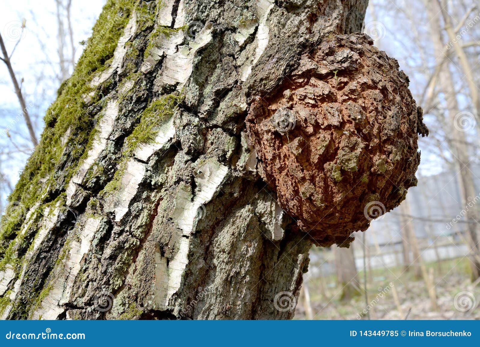 Gnarl on a birch trunk stock image. Image of flora, plan - 143449785