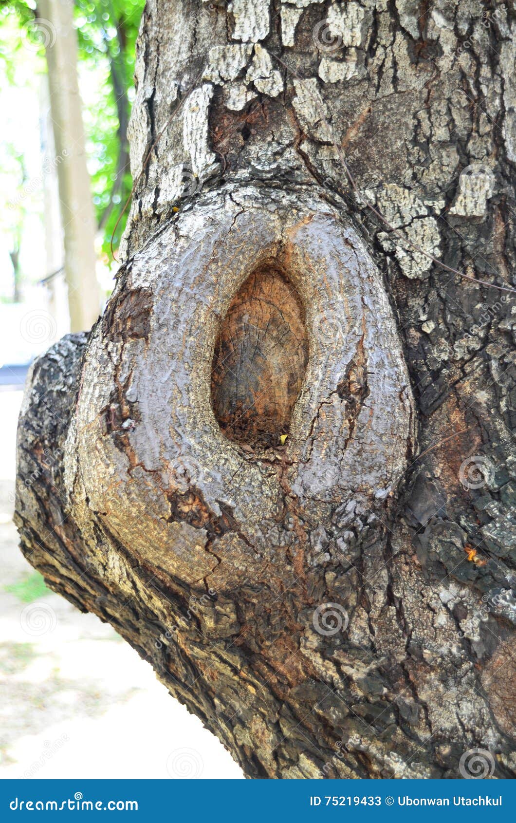 Gnarl de árbol imagen de archivo. Imagen de extracto - 75219433