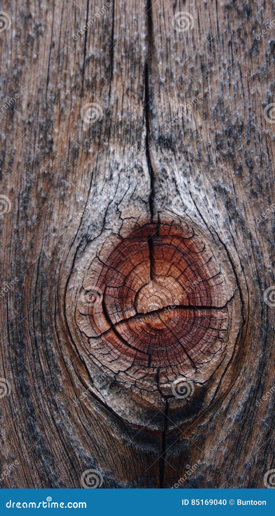 Gnarl stock photo. Image of rough, gnarl, timber, wood - 85169040