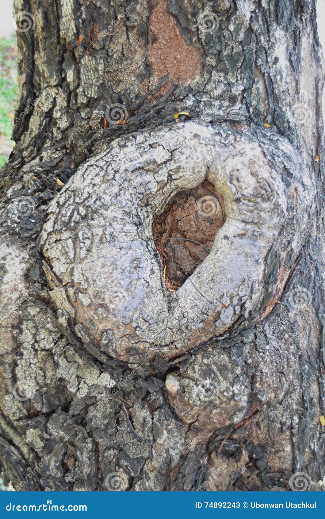 Gnarl of tree stock image. Image of wood, pattern, tree - 74892243