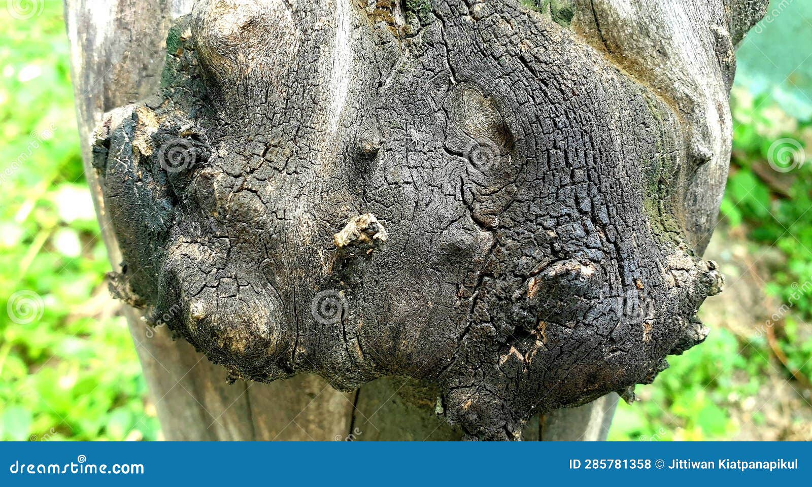 Gnarl of Tree in the Garden Stock Photo - Image of garden, object ...