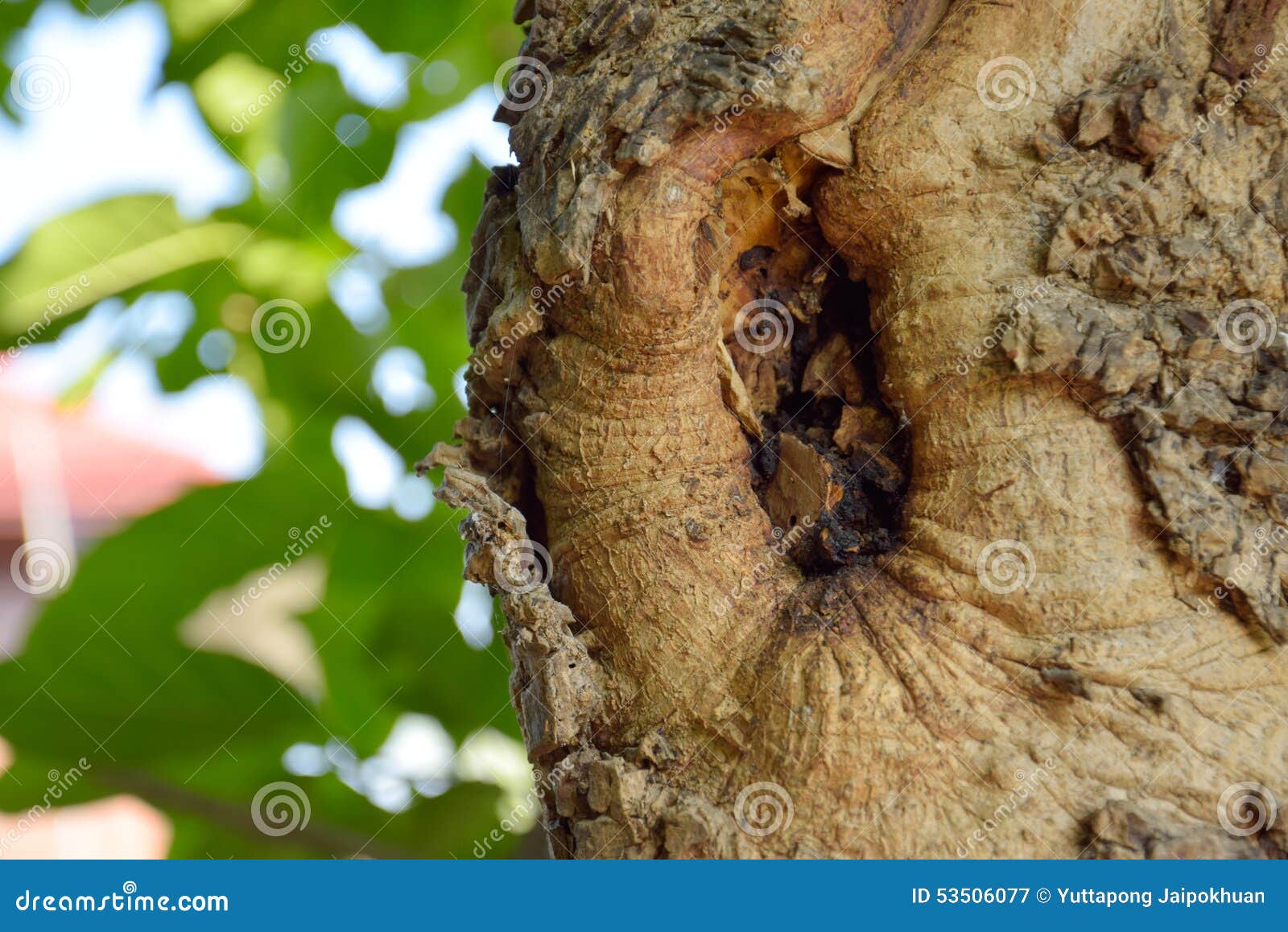Gnarl on tree_1 stock image. Image of relaxation, thailand - 53506077