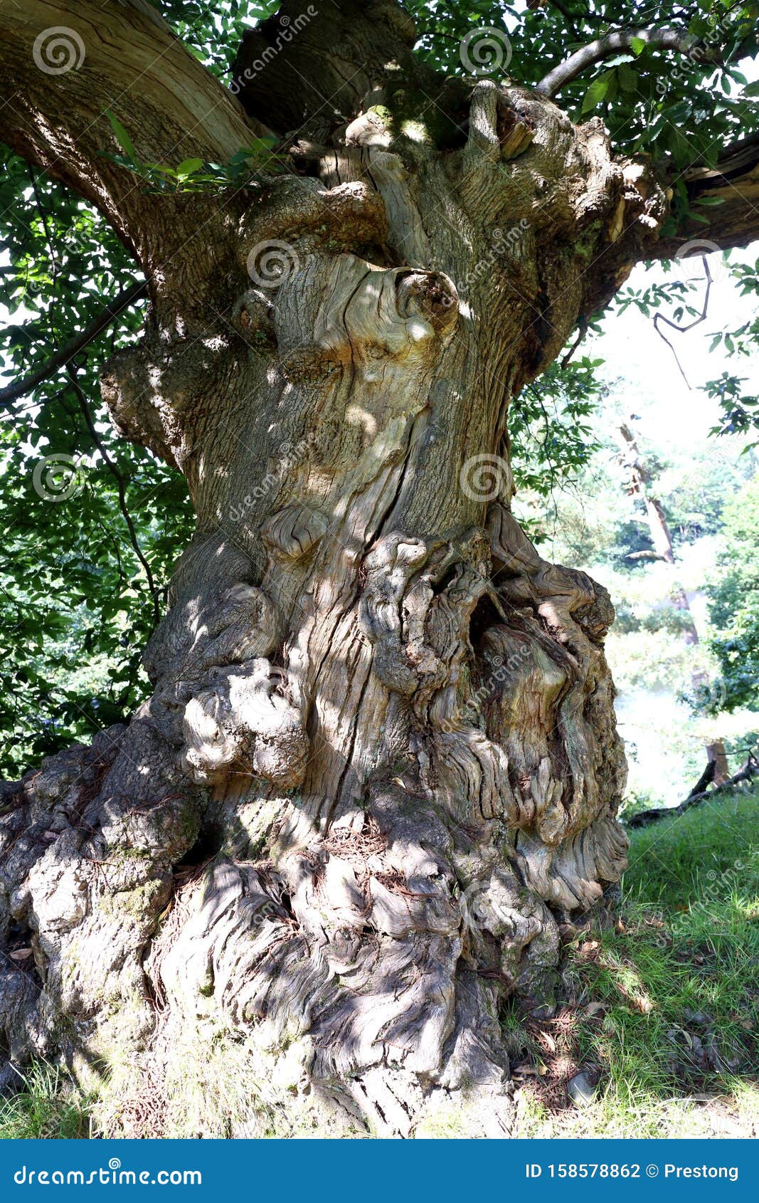 Gnarled, Ancient Oak Tree. stock photo. Image of beautiful - 158578862