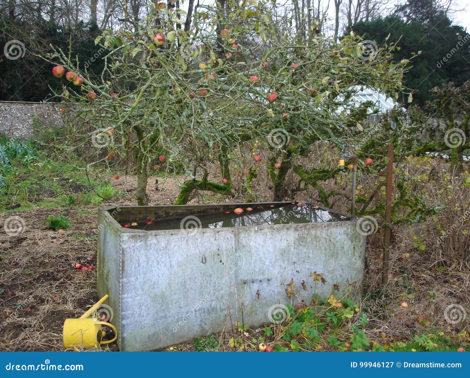 Gnarled Apple Tree stock image. Image of winter, apple - 99946127
