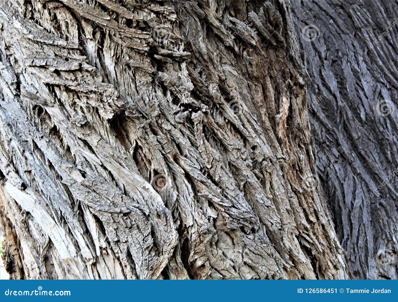 Gnarled Bark on an Old Tree Trunk Stock Image - Image of background ...