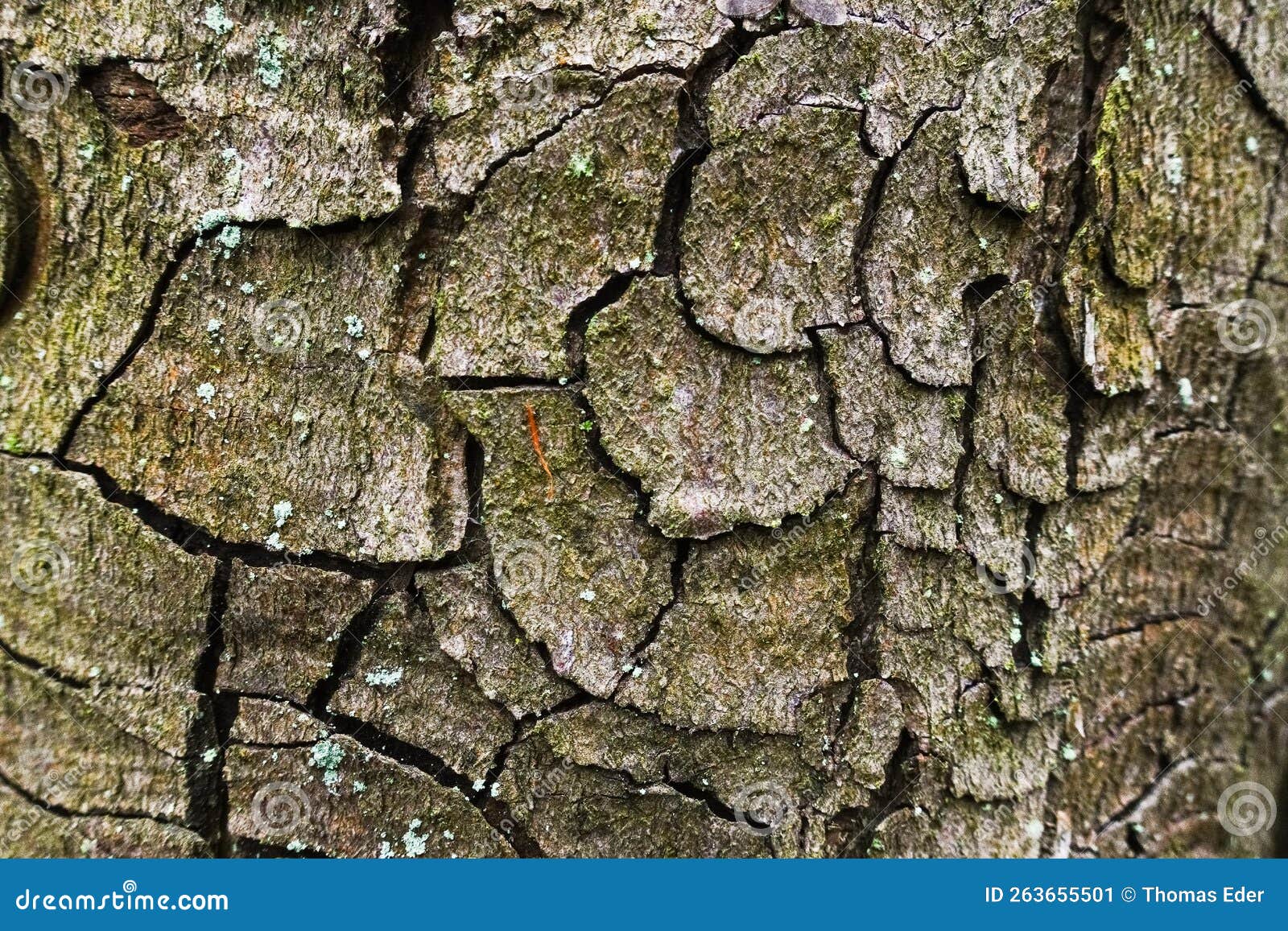 Gnarled Bark of a Tree with Many Circles in a Forest Macro Stock Image ...