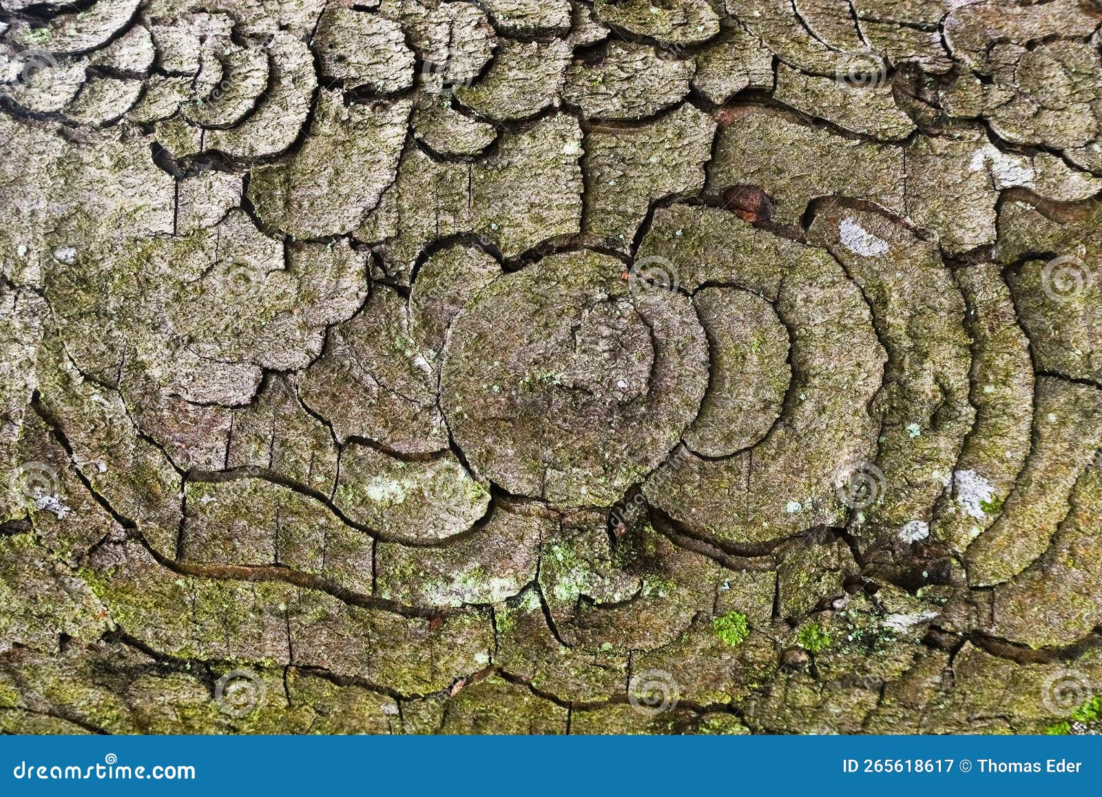 Gnarled Bark of a Tree with Many Curves and Circles in a Forest Stock ...