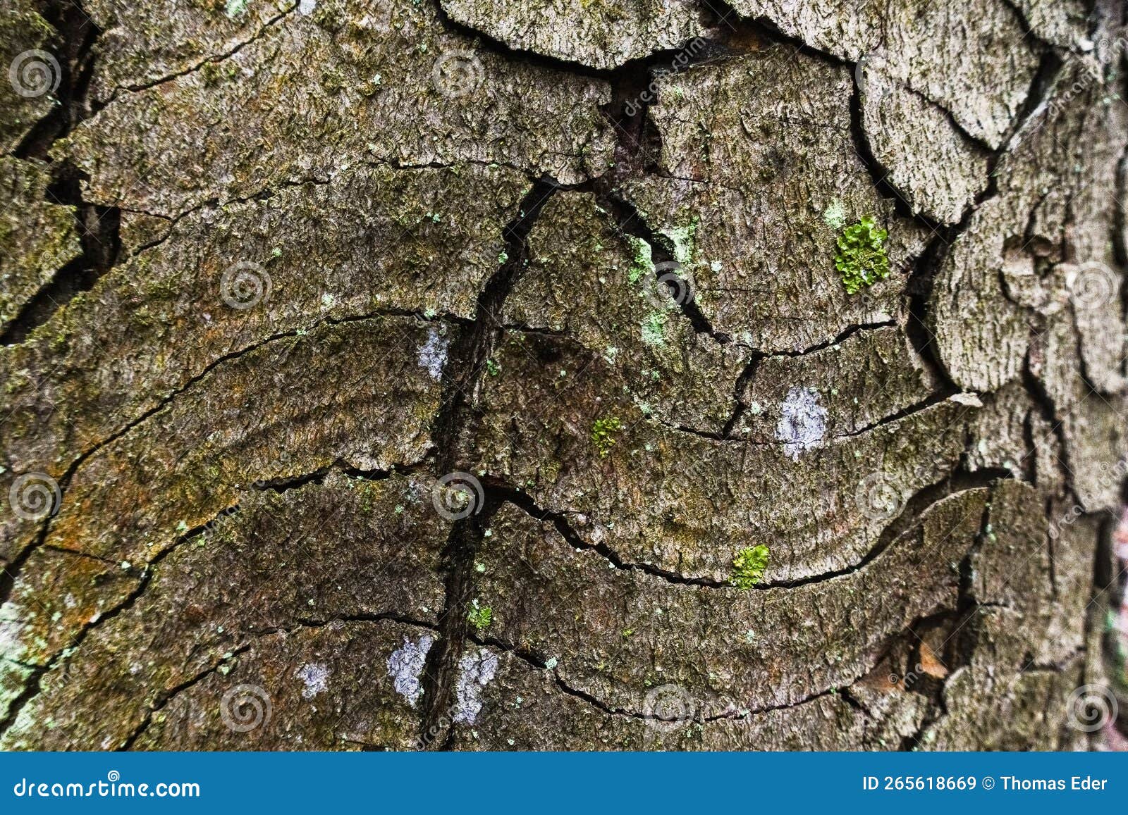 Gnarled Bark of a Tree with Many Curves in a Forest Detail View Stock ...