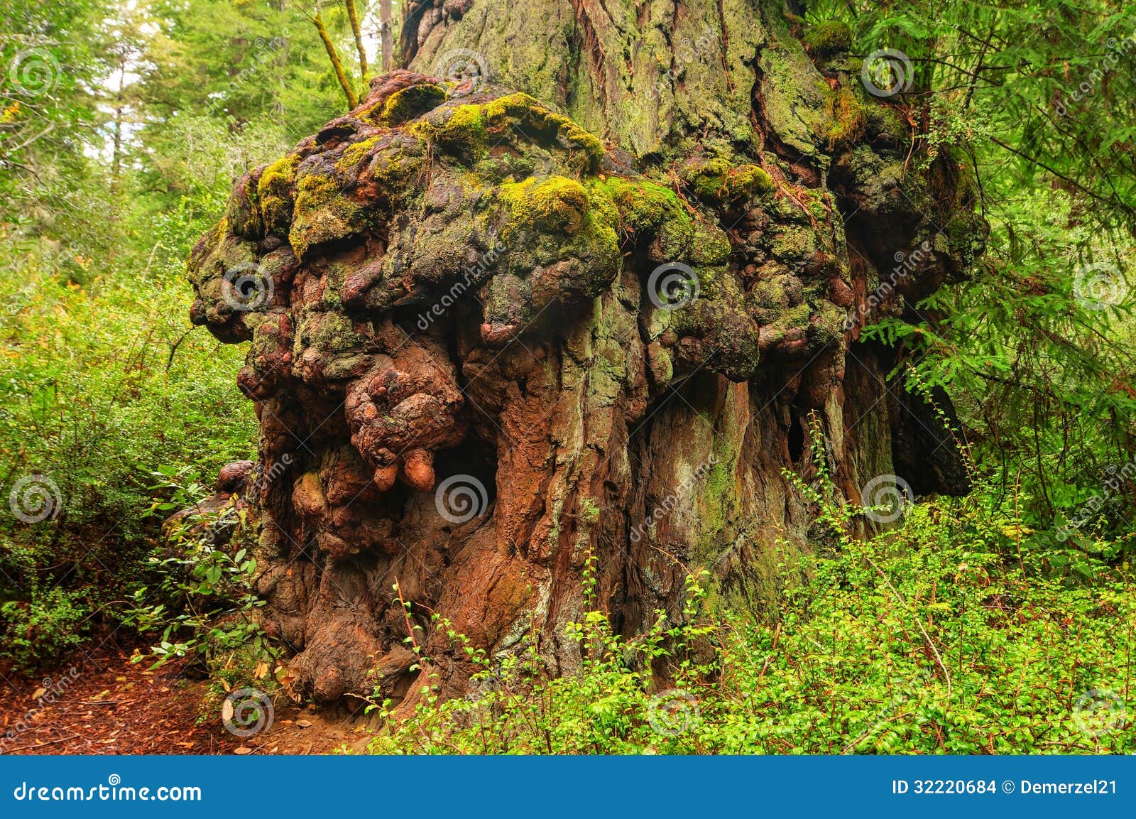 Gnarled Base of a California Sequoia Tree Stock Photo - Image of ...