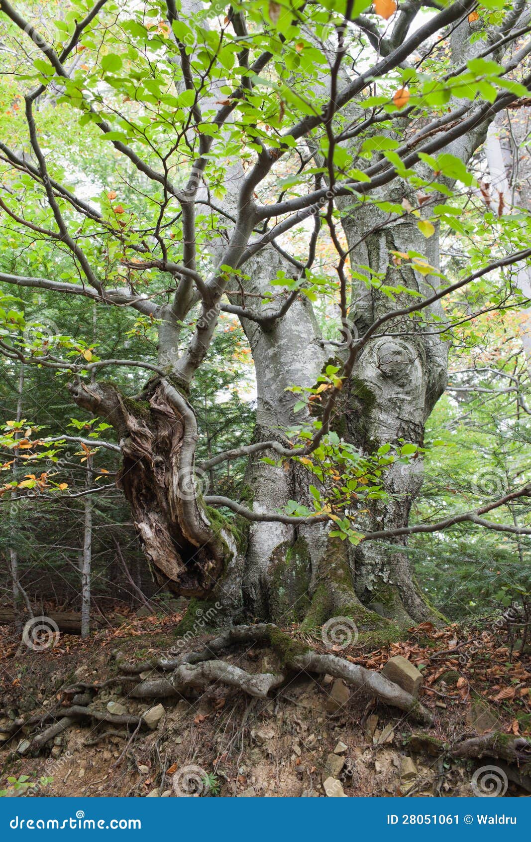 Gnarled beech tree stock image. Image of moss, beech - 28051061