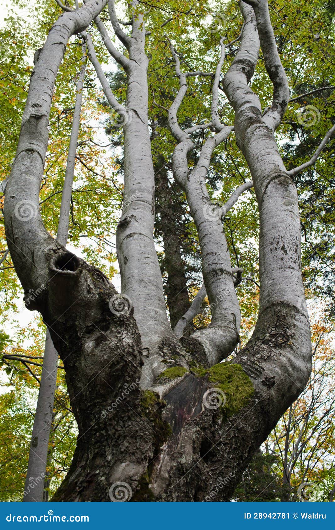 Gnarled beech tree stock image. Image of growth, leaf - 28942781