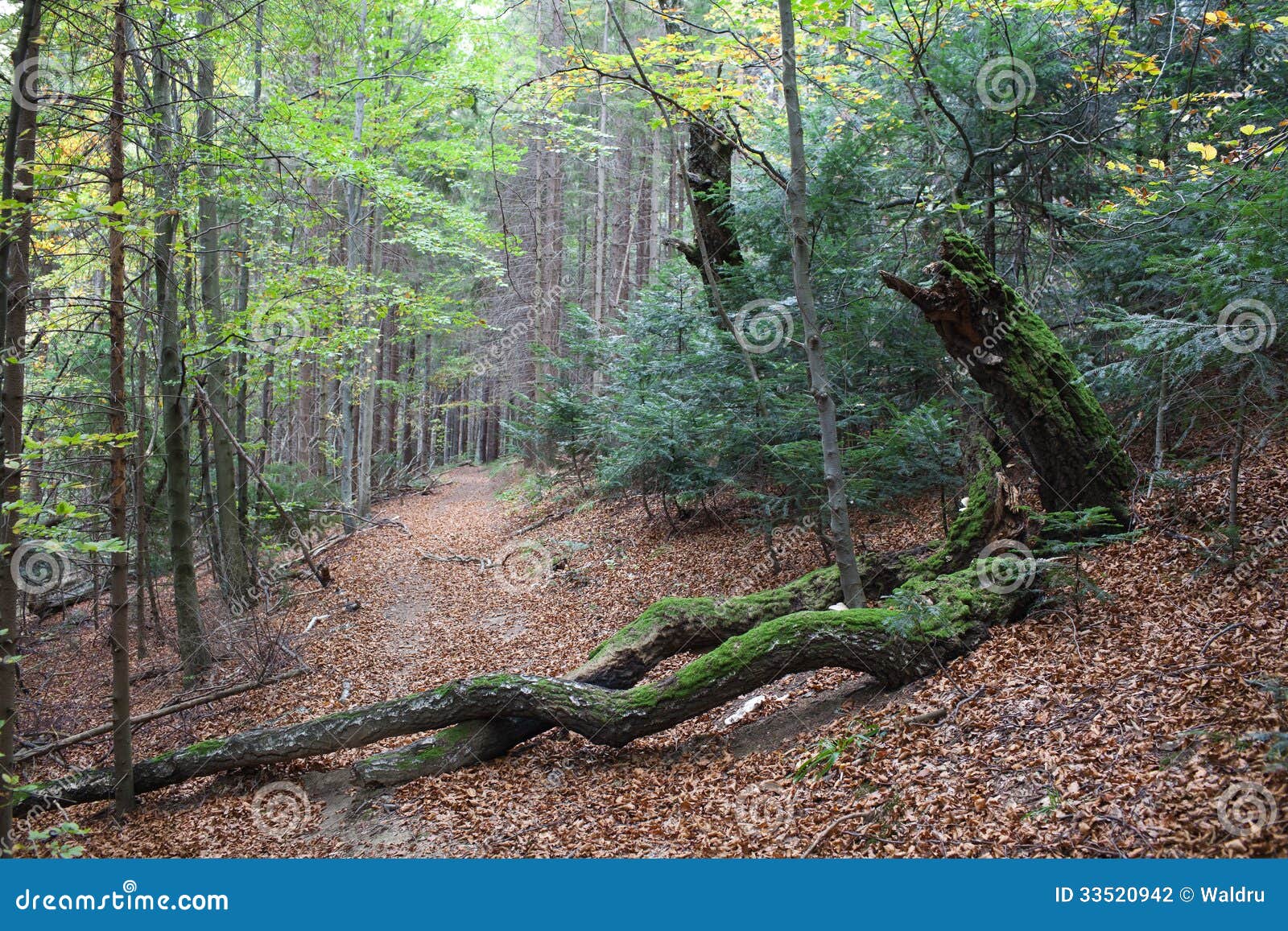 Gnarled beech tree stock photo. Image of deciduous, color - 33520942