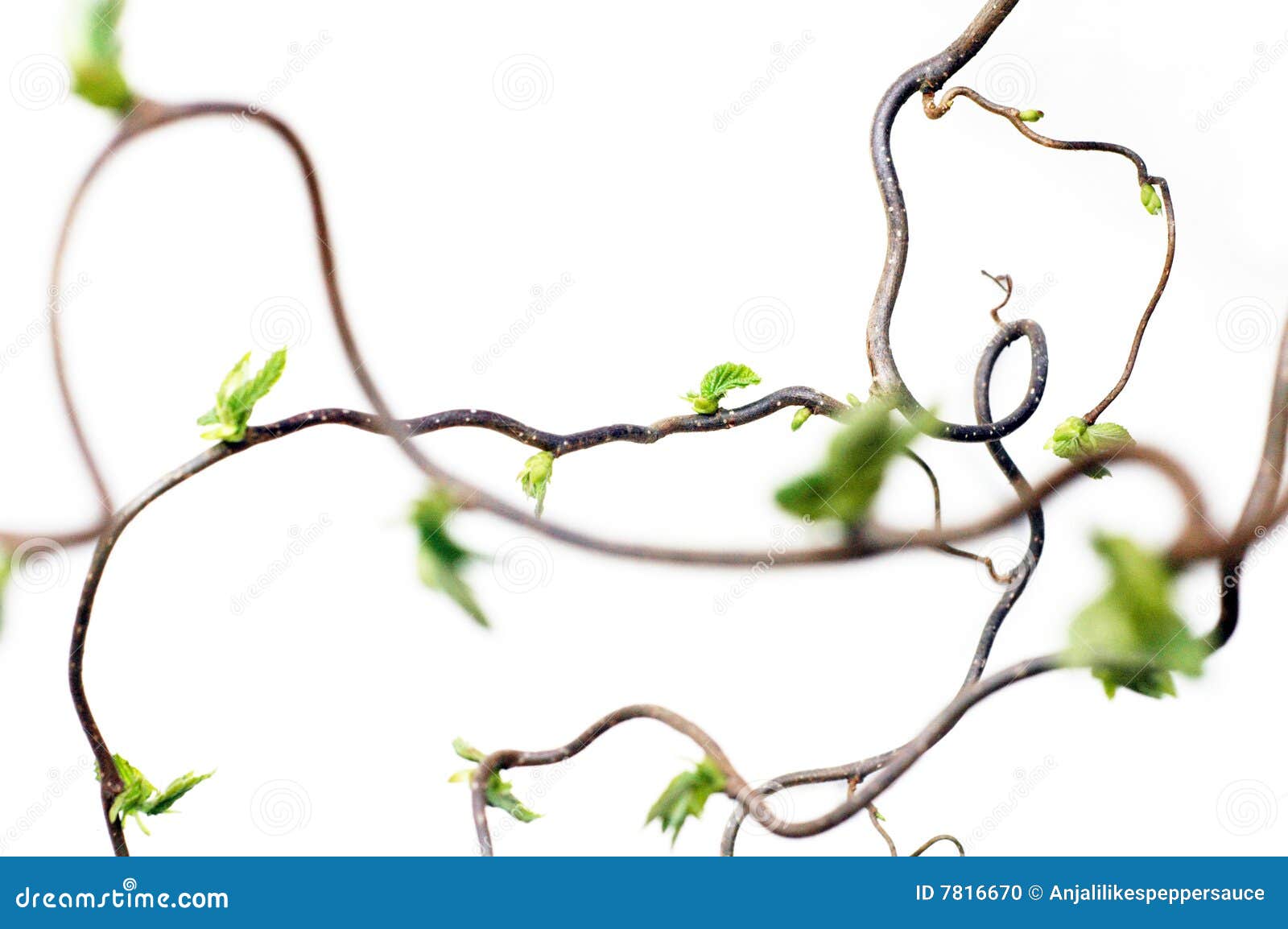 Gnarled branches stock photo. Image of curves, bark, delicate - 7816670