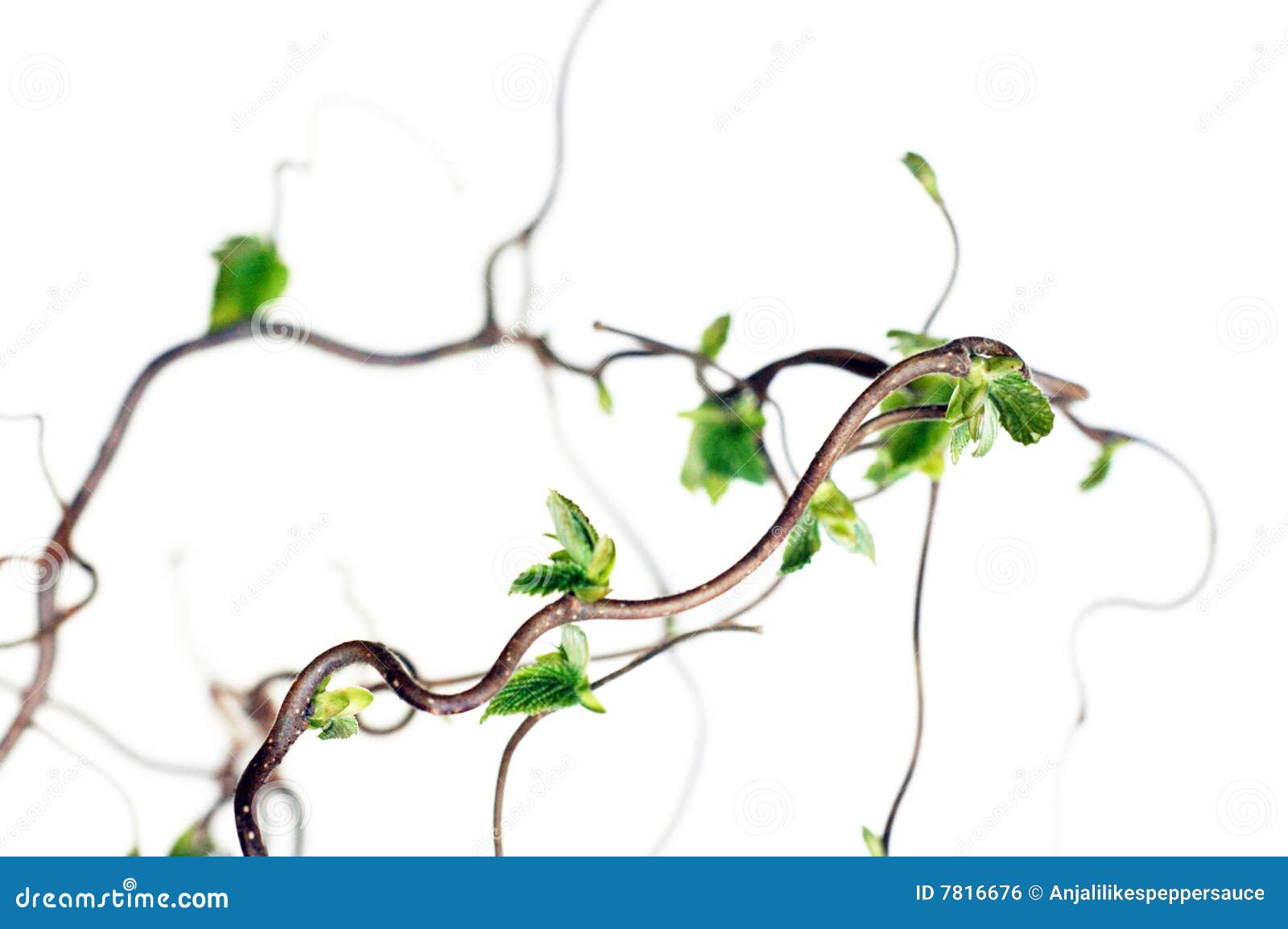 Gnarled branches stock photo. Image of botany, form, bark - 7816676