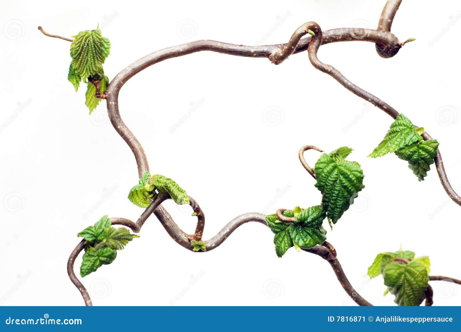 Gnarled branches stock image. Image of curvy, gnarled - 7816871