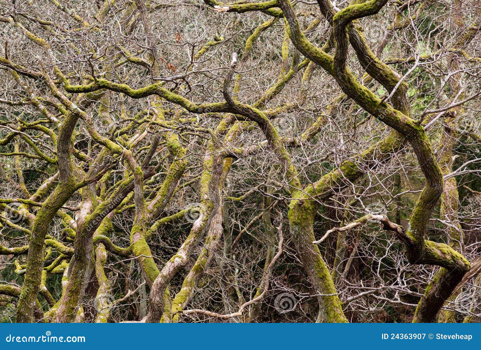 Gnarled Branches of Many Trees Stock Image - Image of environment ...