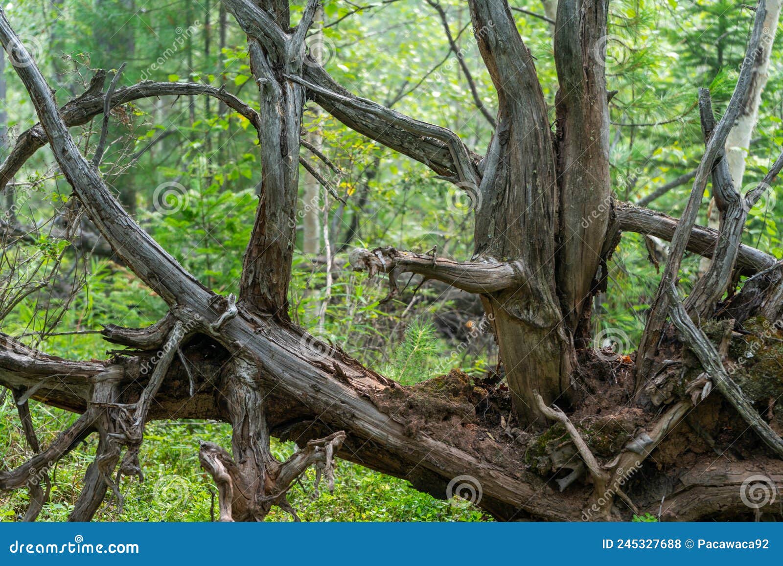 Gnarled Branches and Roots of an Upturned Tree Stock Photo - Image of ...
