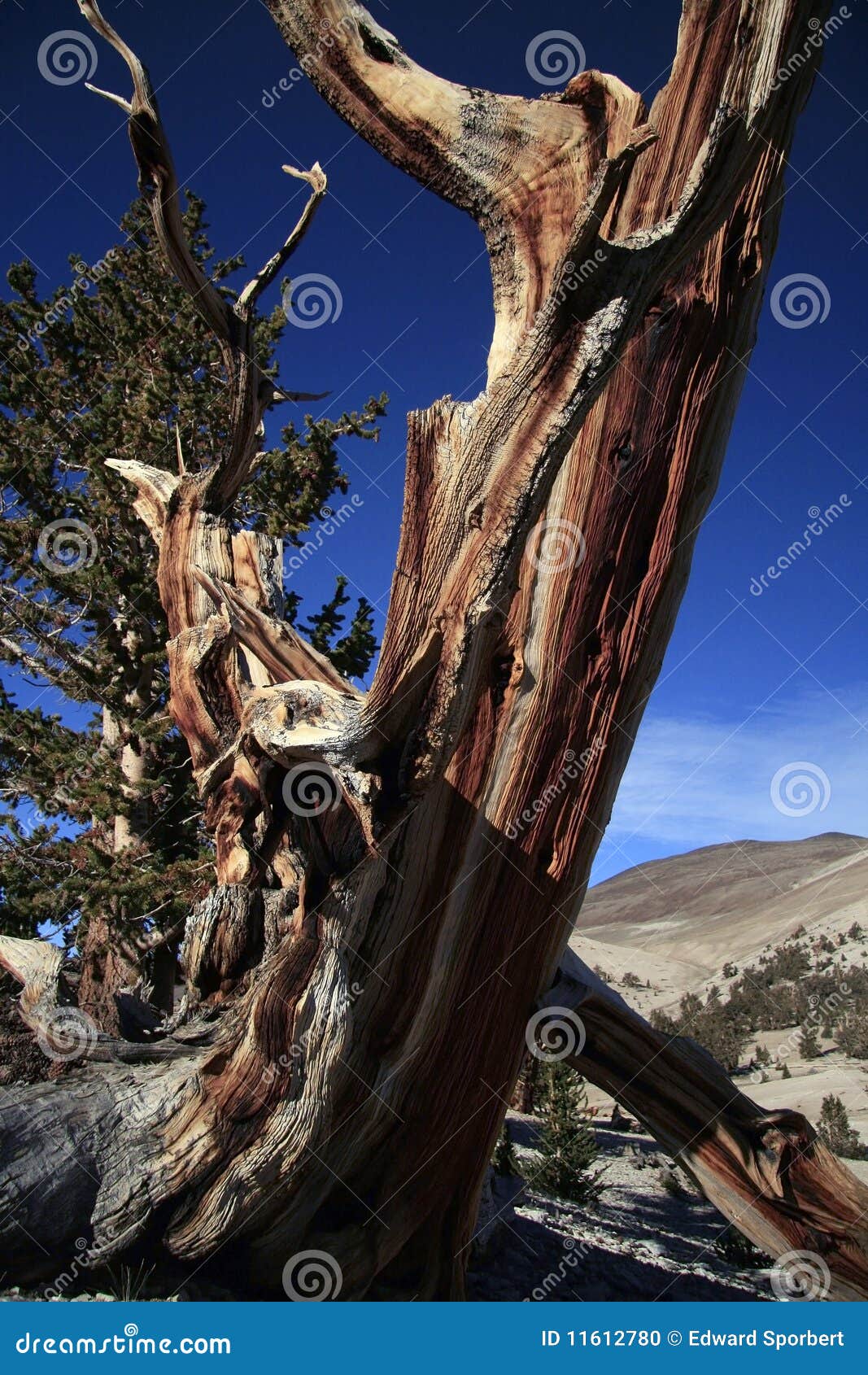Gnarled Bristlecone Pine Tree Stock Photo - Image of details, detailed ...