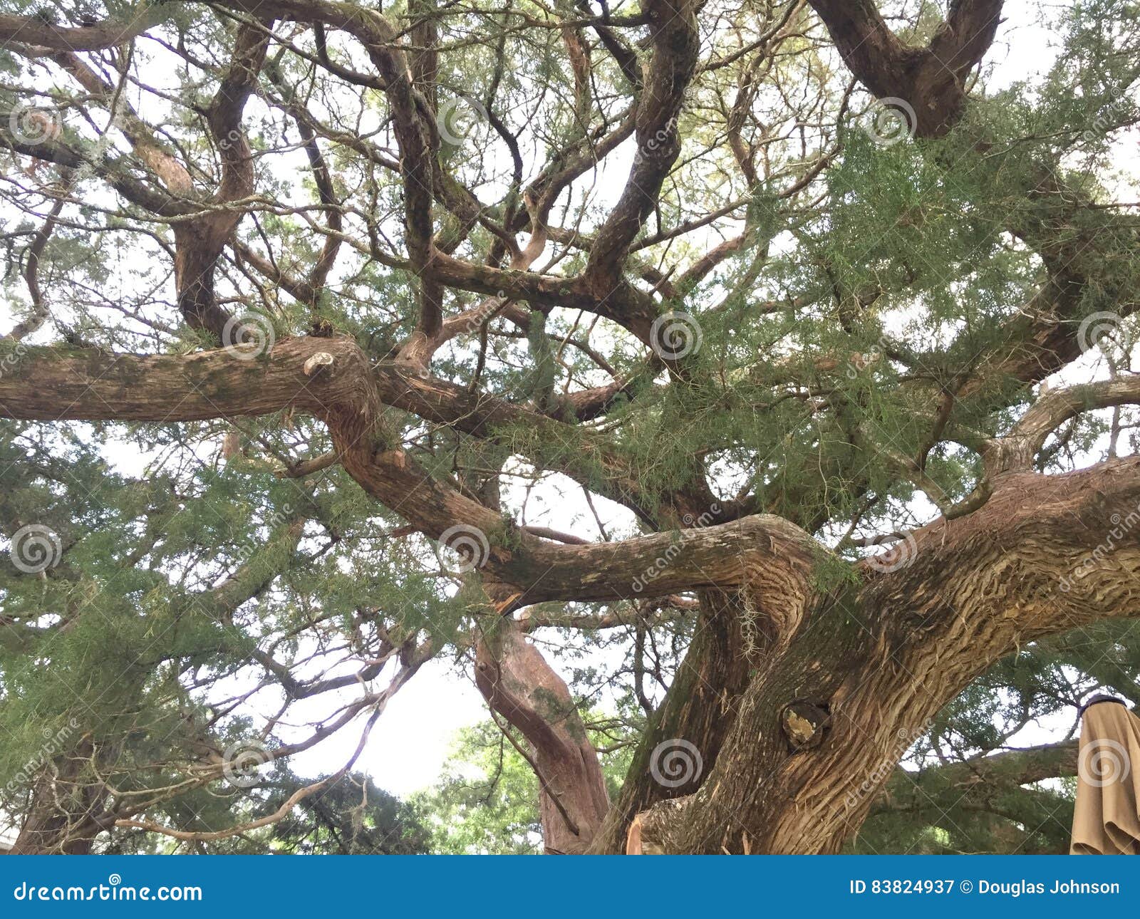 Gnarled cypress tree stock image. Image of cedar, texture - 83824937