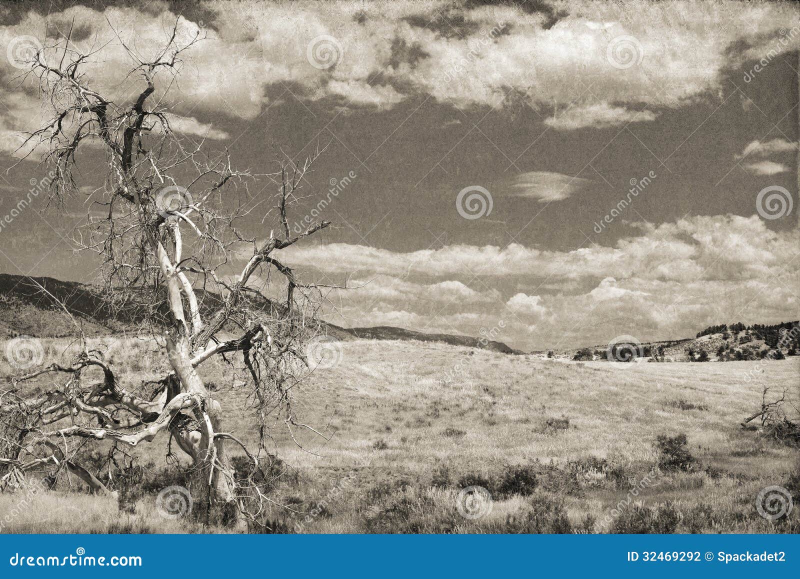 Gnarled Dead Tree Twisting Out From Under Sandstone Slab Royalty-Free ...