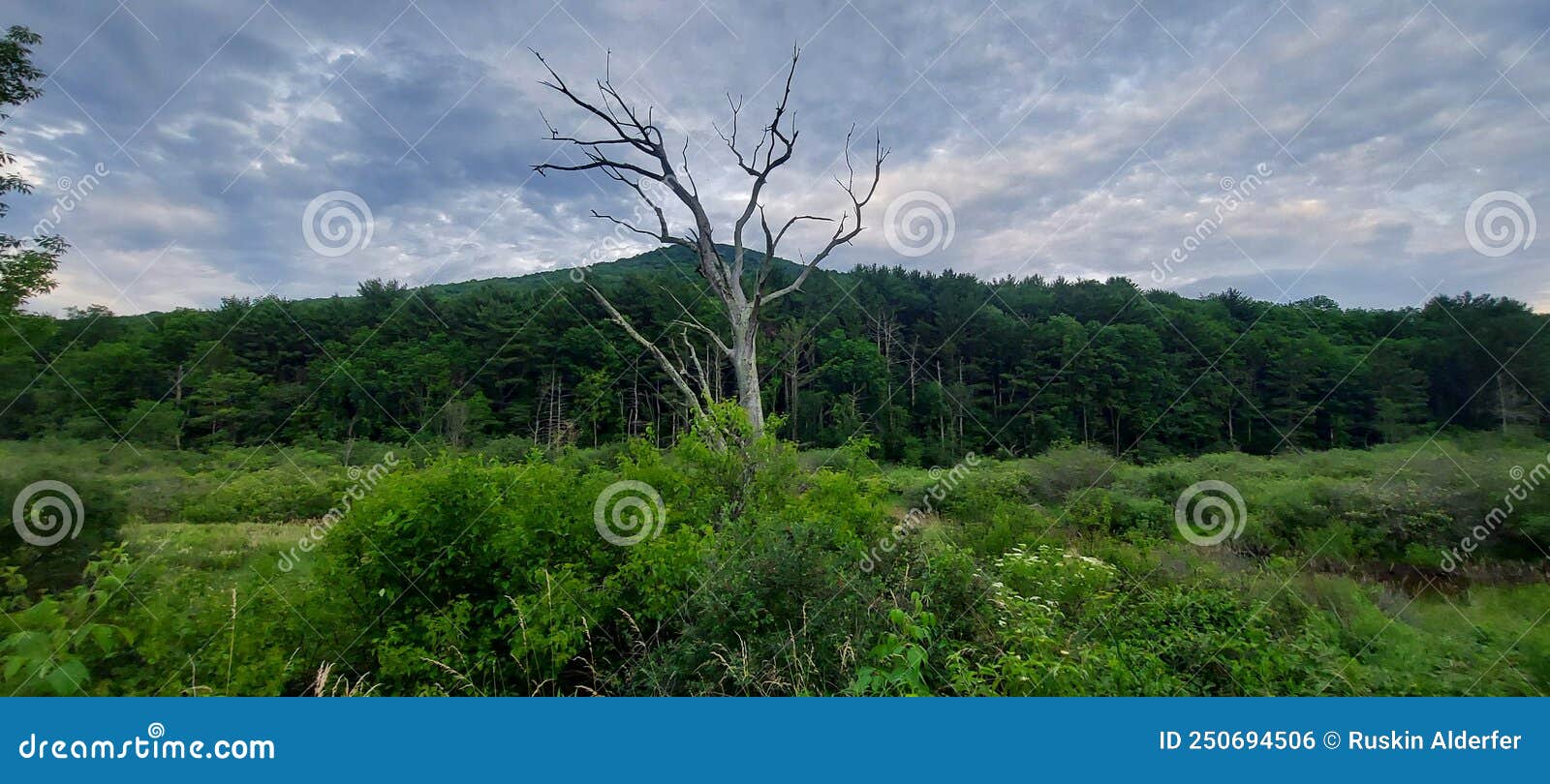 Gnarled Dead Tree with Forest Stock Photo - Image of grass, wetland ...