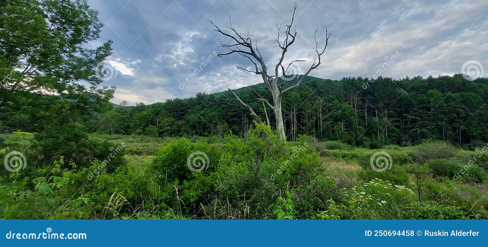 Gnarled Dead Tree Twisting Out From Under Sandstone Slab Royalty-Free ...