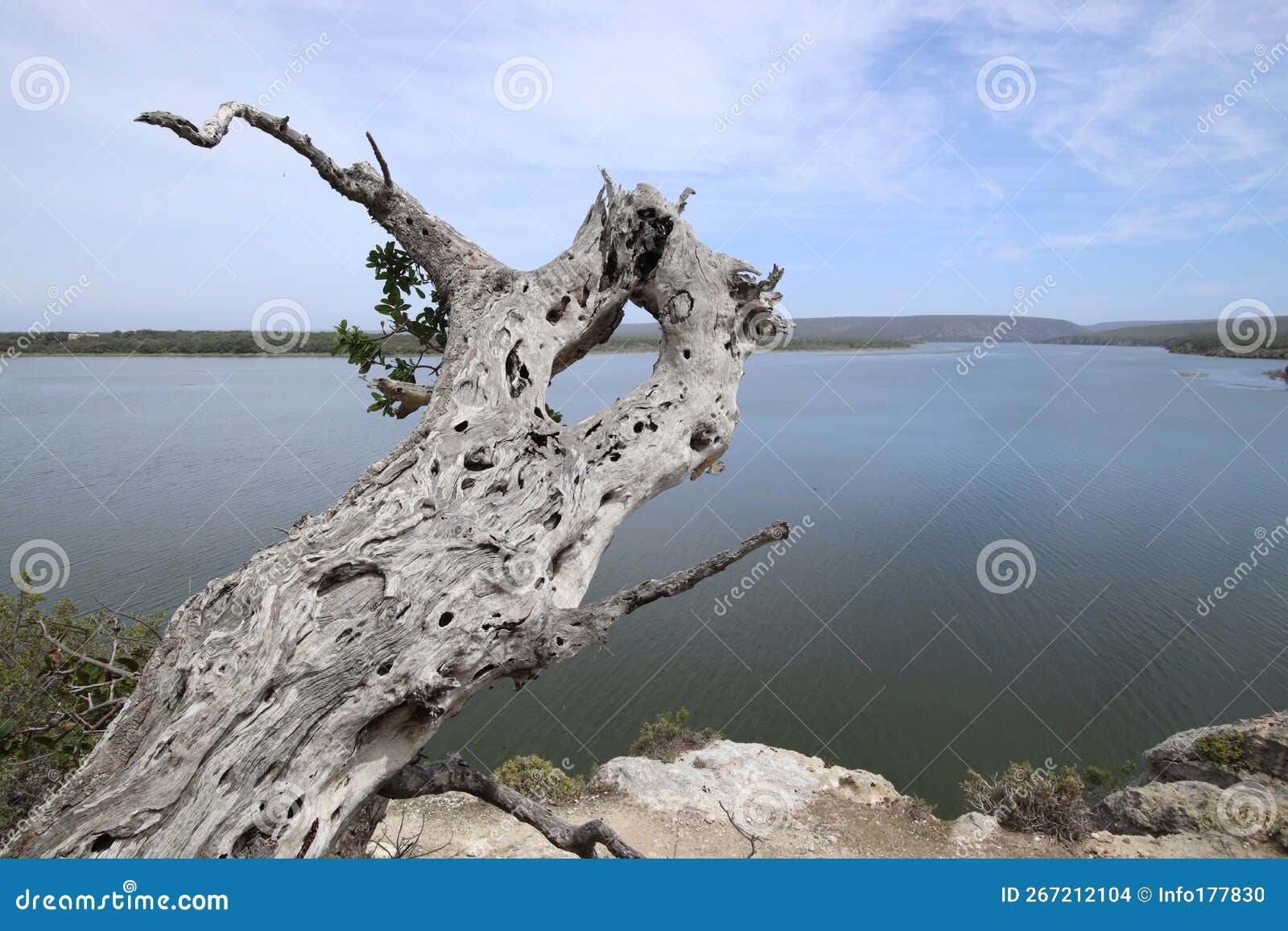 Gnarled Dead Tree Overlooking a Large River Stock Photo - Image of lake ...