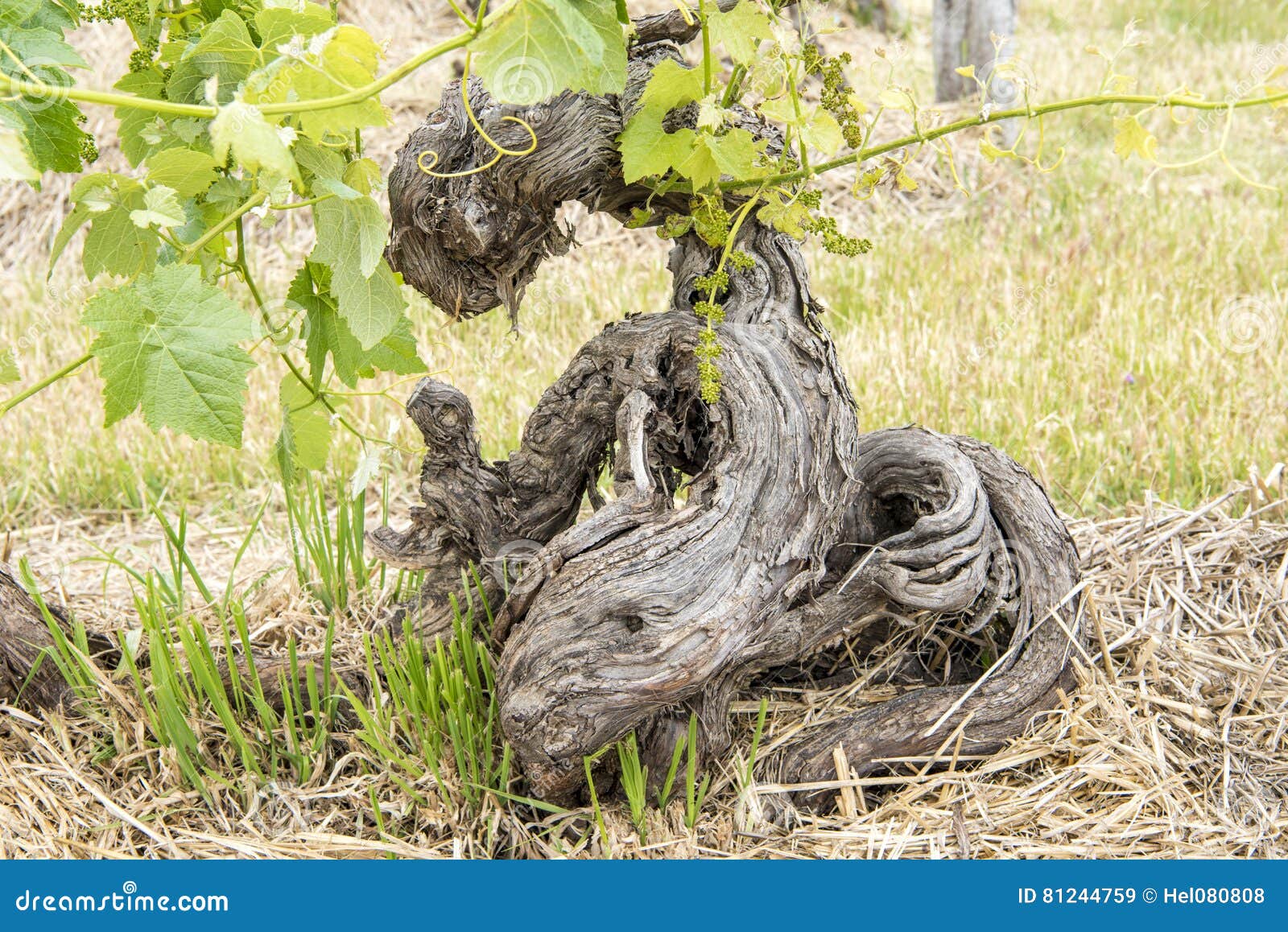 Ancient Gnarled Grapevine, Barossa Valley, Australia Stock Image ...