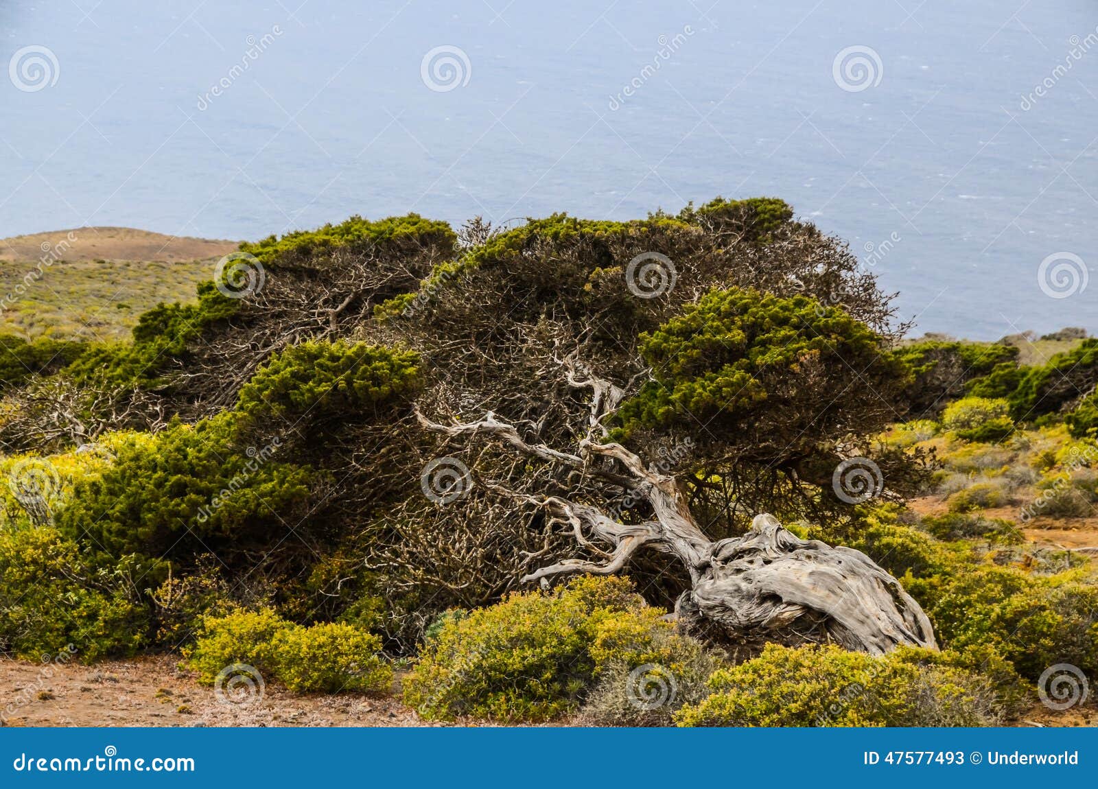 Gnarled Juniper Tree Shaped by the Wind Stock Image - Image of bent ...