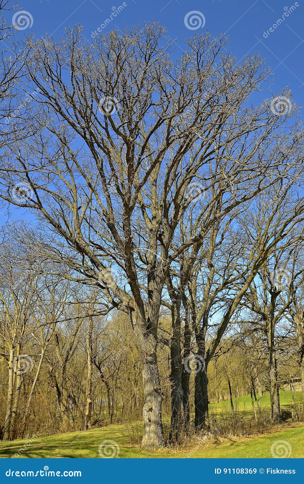 Gnarled Limbs of a Huge Oak Tree Stock Image - Image of deciduous ...