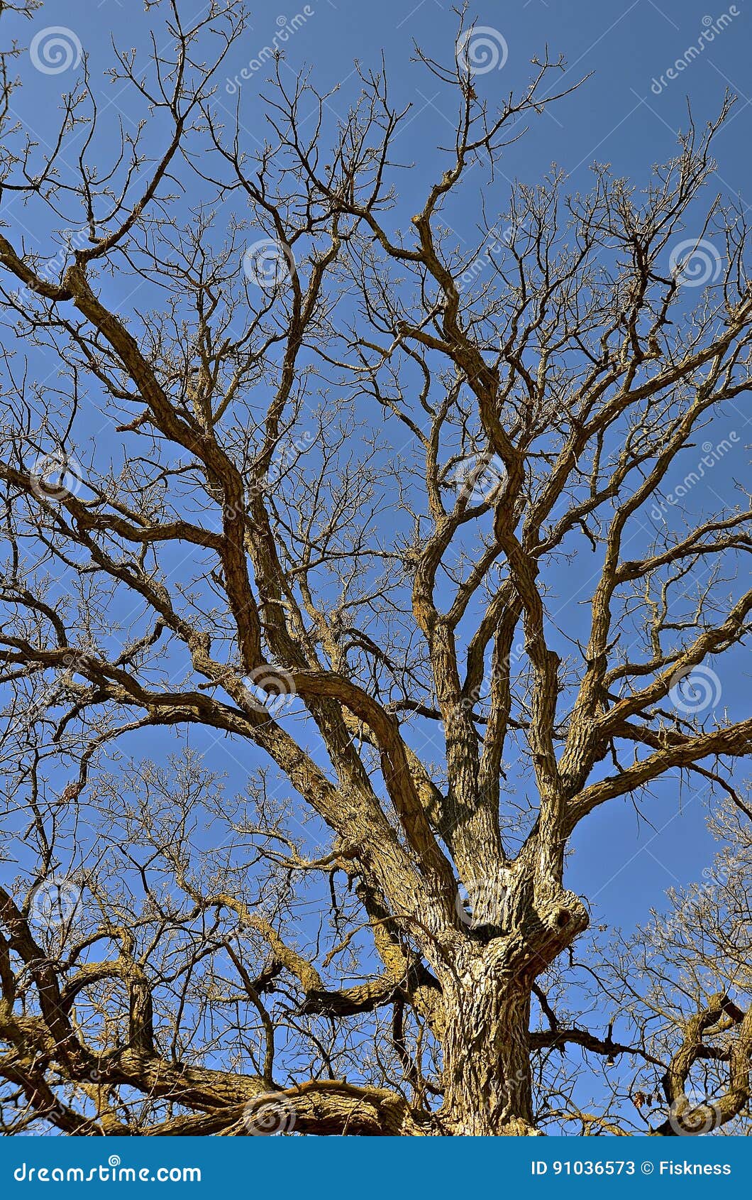 Gnarled Limbs of an Oak Tree Stock Image - Image of bark, outdoor: 91036573