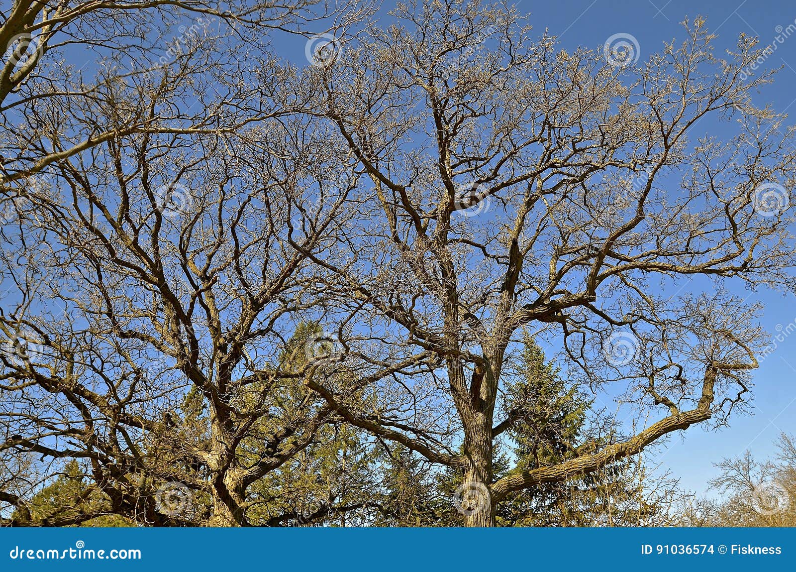 Gnarled Limbs of an Oak Tree Stock Photo - Image of environment, rough ...