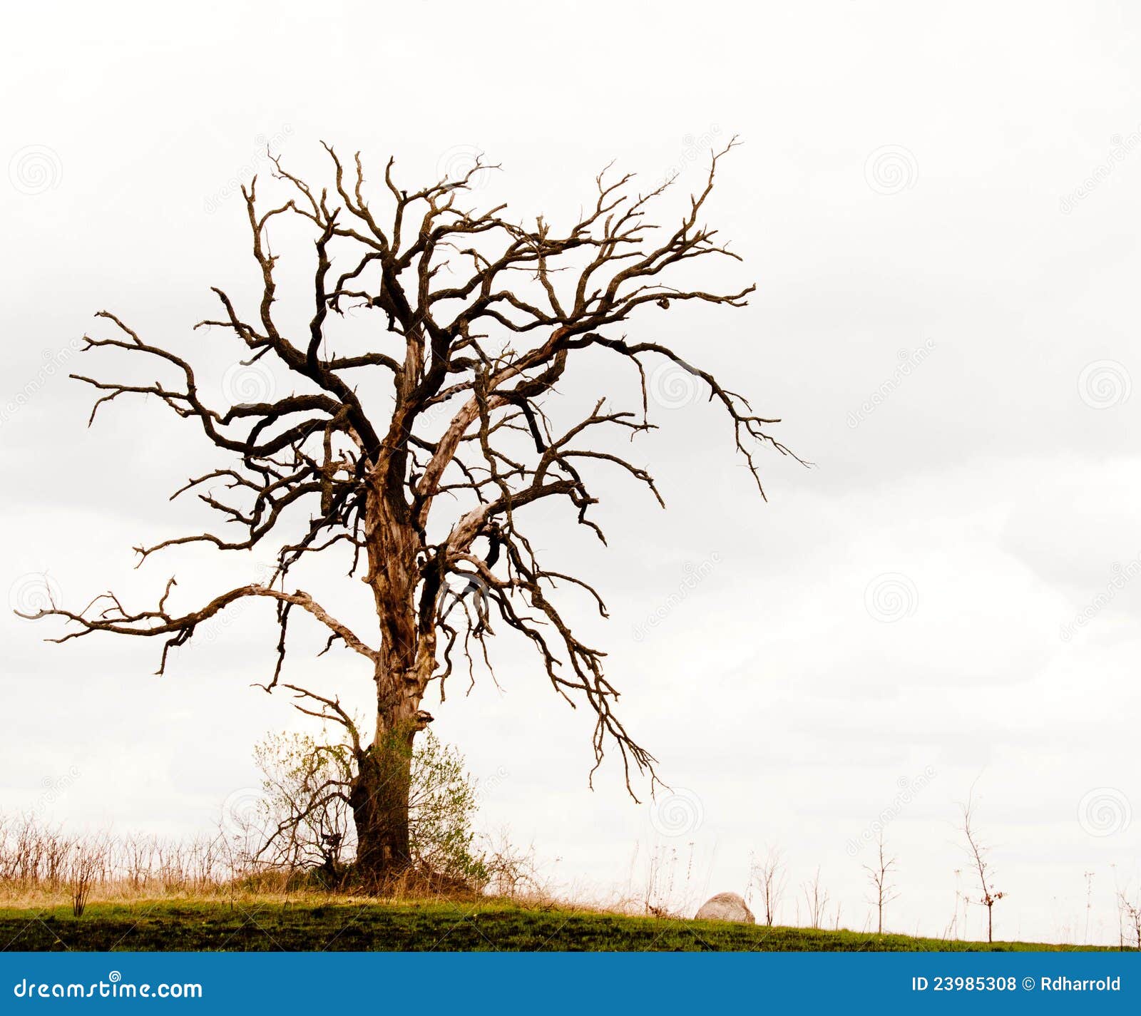 Gnarled Oak Tree stock photo. Image of dead, tree, lone - 23985308