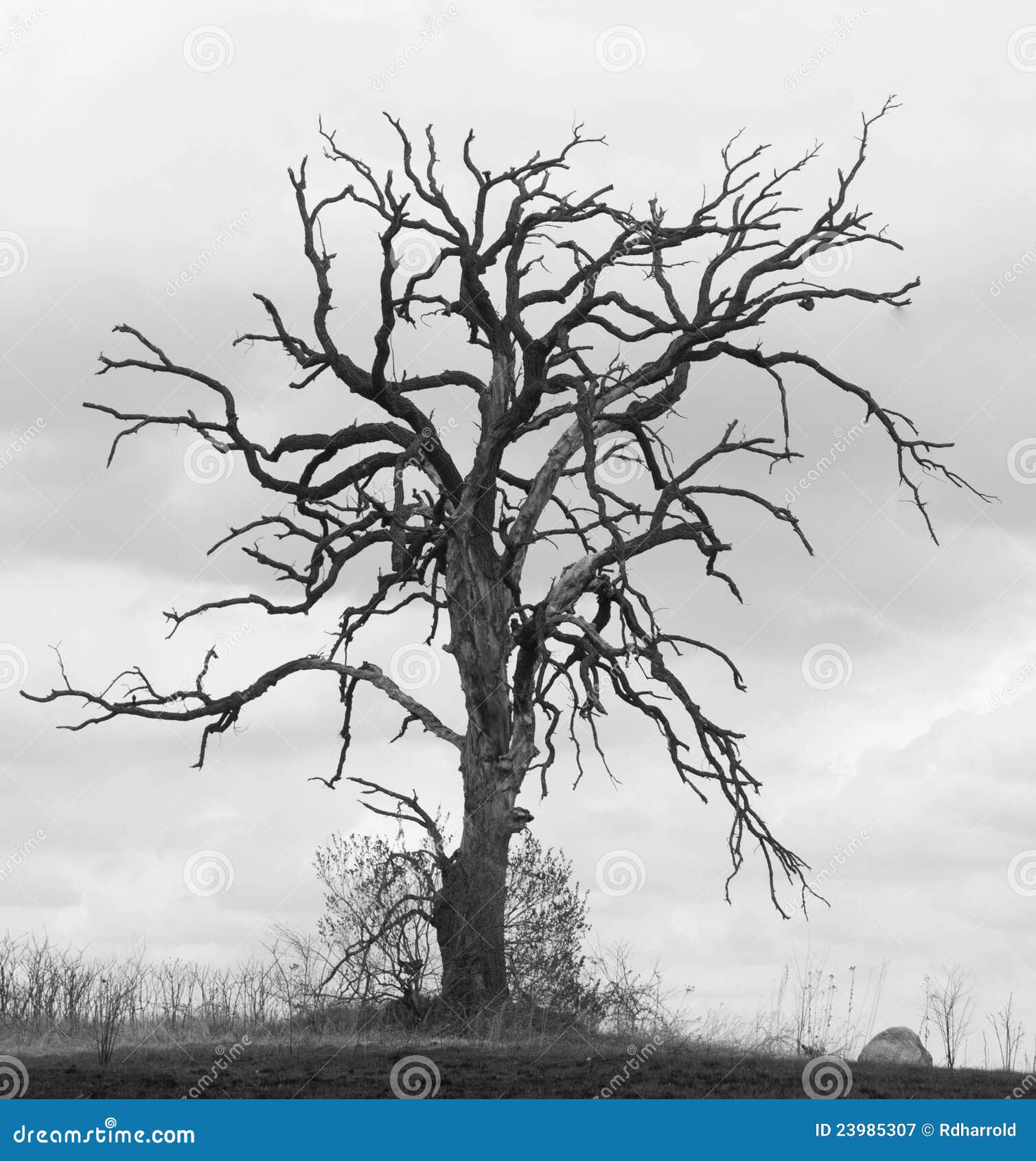 Gnarled Oak Tree II stock image. Image of tree, gnarled - 23985307