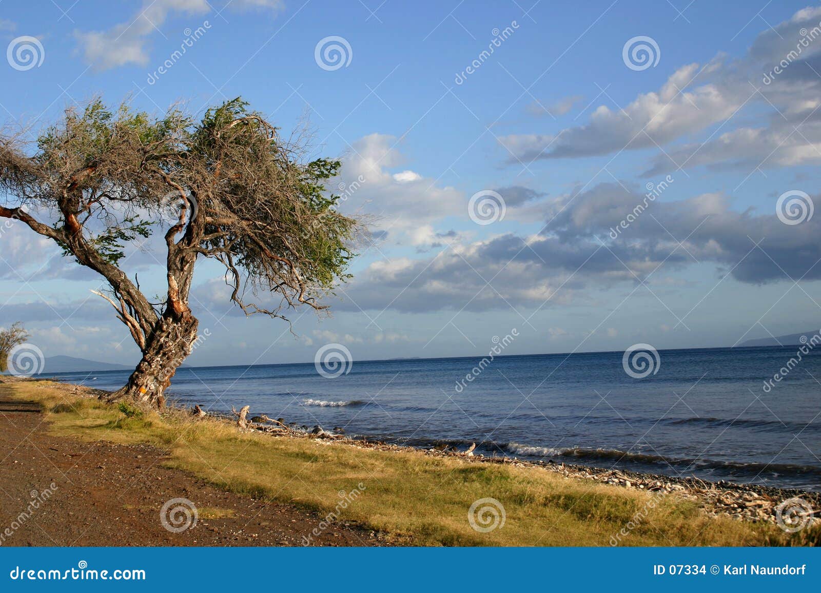 Gnarled Ocean Tree stock photo. Image of tree, hawaiian, hawaii - 7334