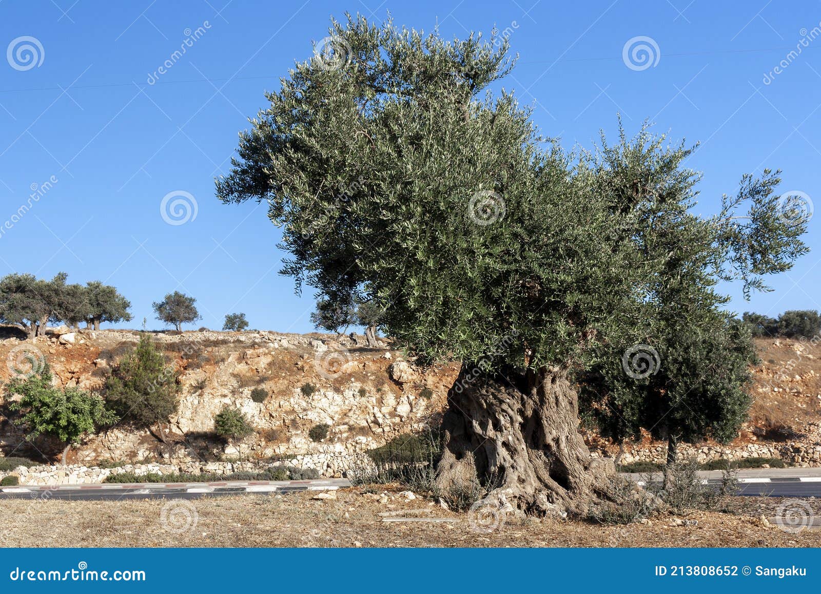 Old Olive Tree in Jerusalem Stock Photo - Image of europaea, bible ...