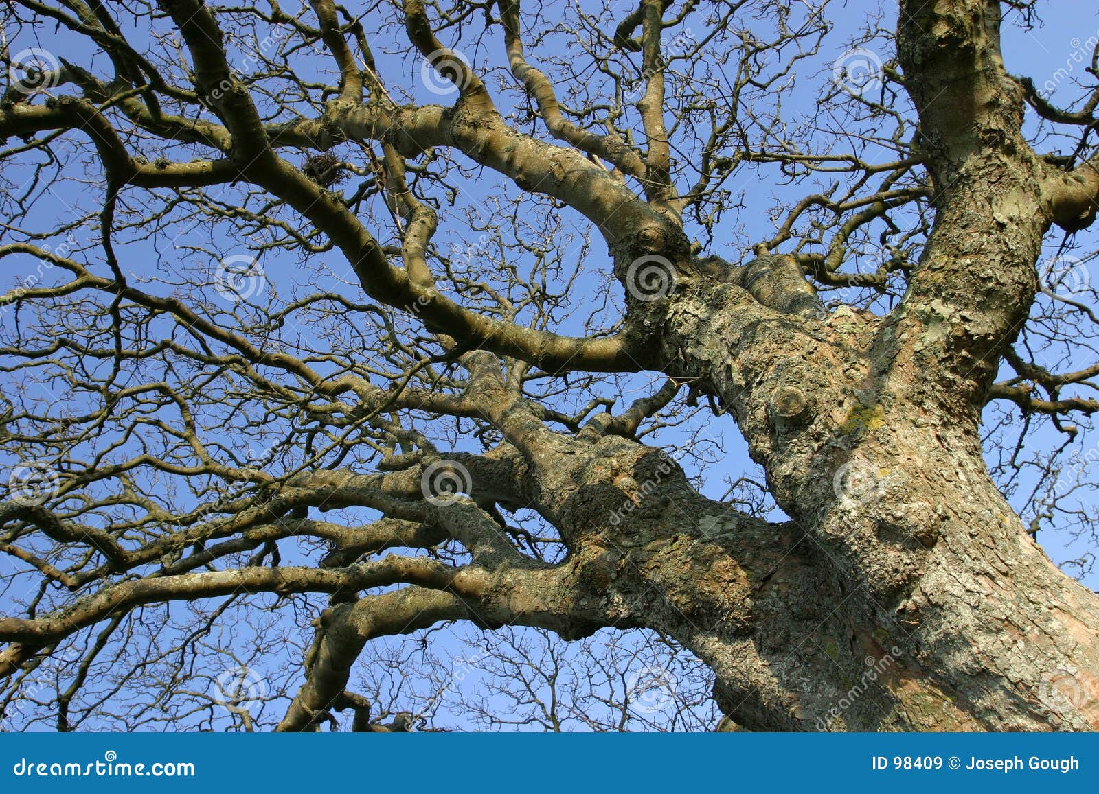 Gnarled Old Tree stock image. Image of blue, mossy, trunk - 98409