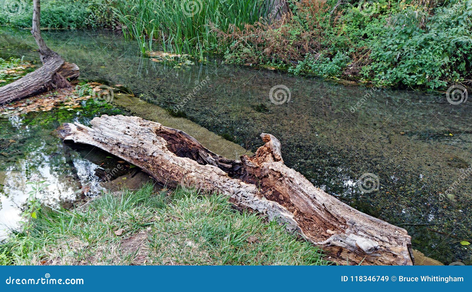 Gnarled Old Tree Log in Shallow River, Greece Stock Image - Image of ...