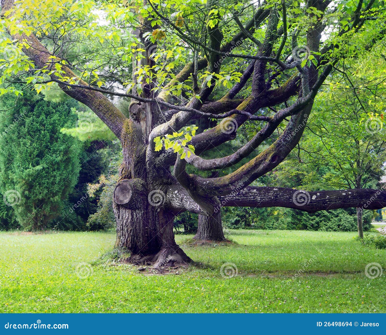 Gnarled old tree in park stock photo. Image of scenic - 26498694