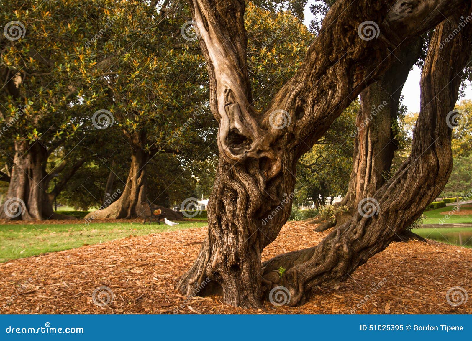 Gnarled old tree in park stock image. Image of trunk - 51025395