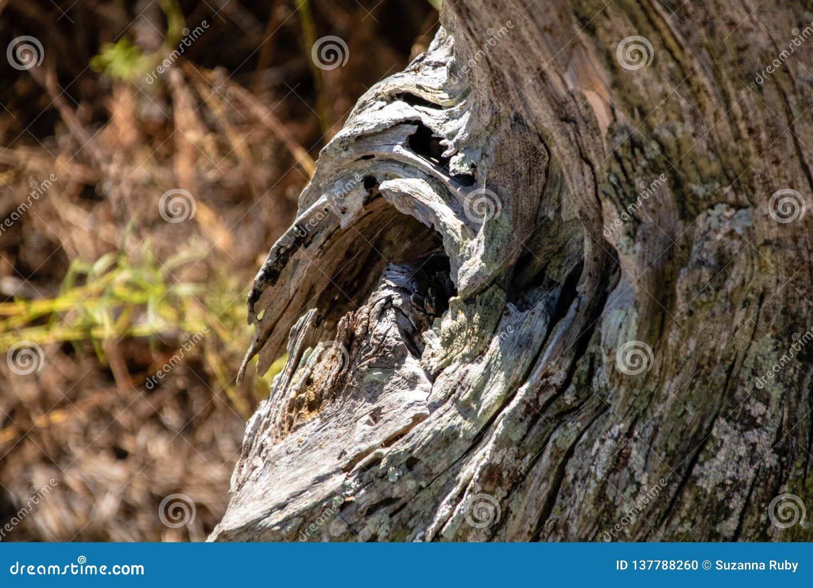 Gnarled old tree stock photo. Image of gnarled, leaves - 137788260