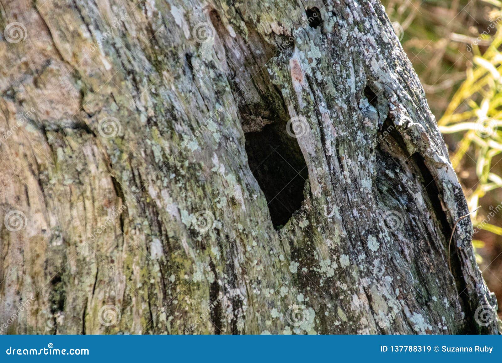 Gnarled old tree stock image. Image of nature, trunk - 137788319