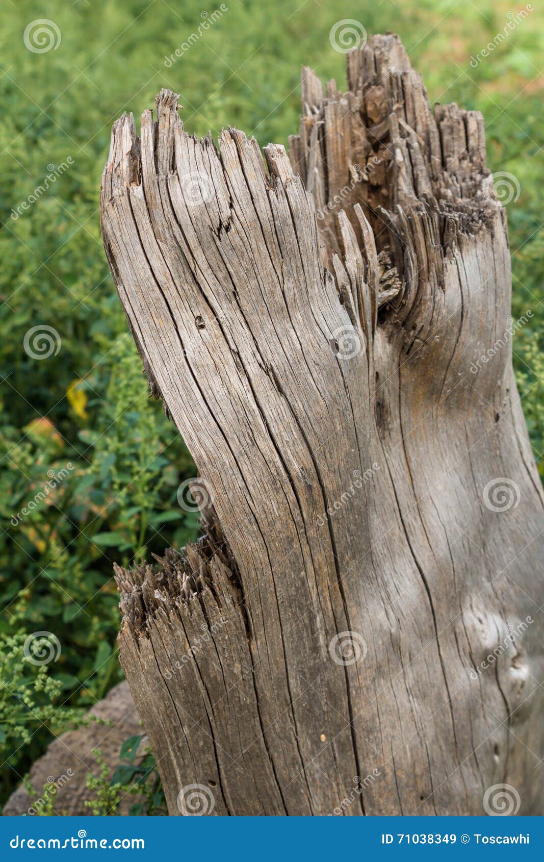 Gnarled old tree stump stock image. Image of tree, nature - 71038349