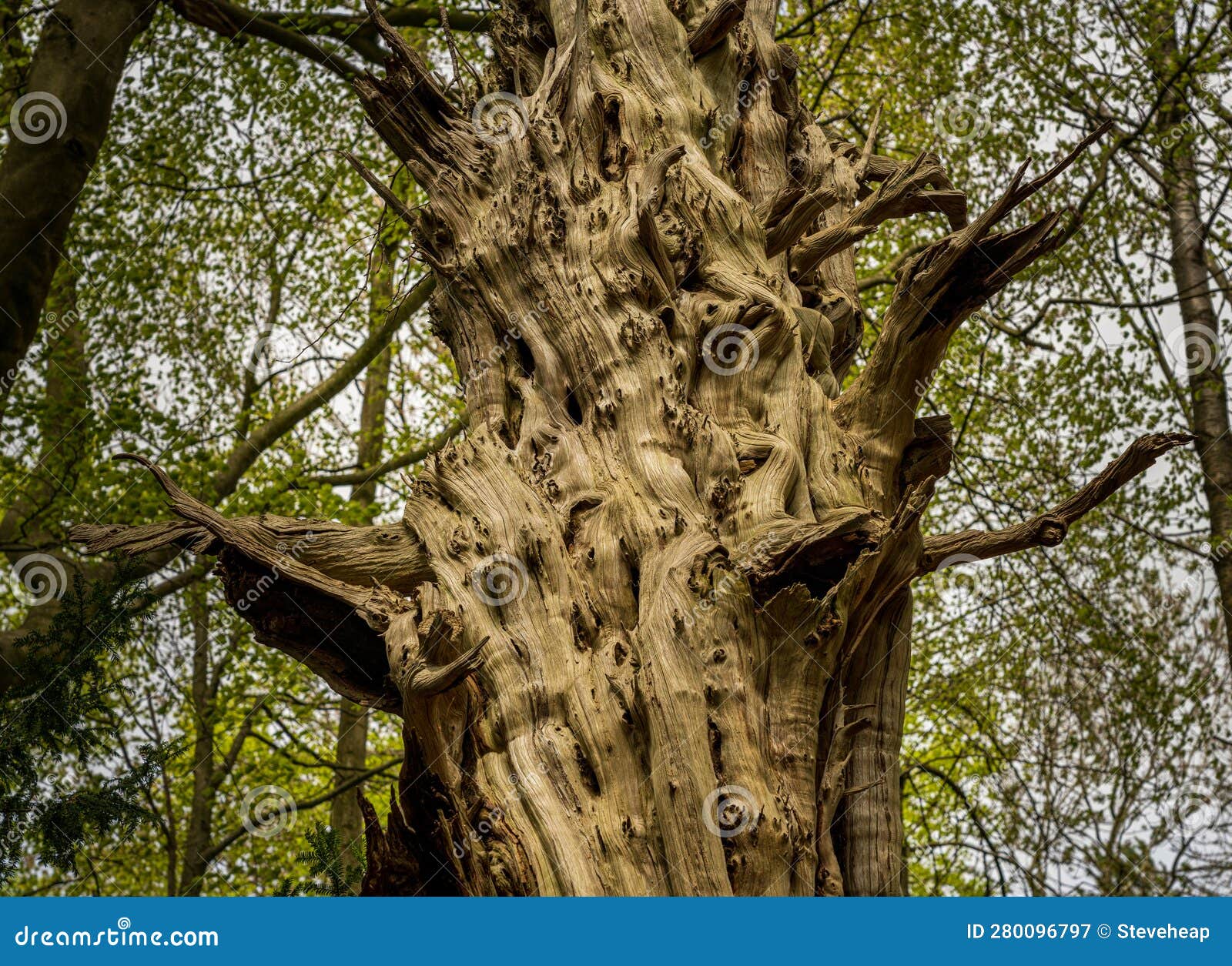 Gnarled Old Tree Trunk on Dead Stump in England Stock Image - Image of ...