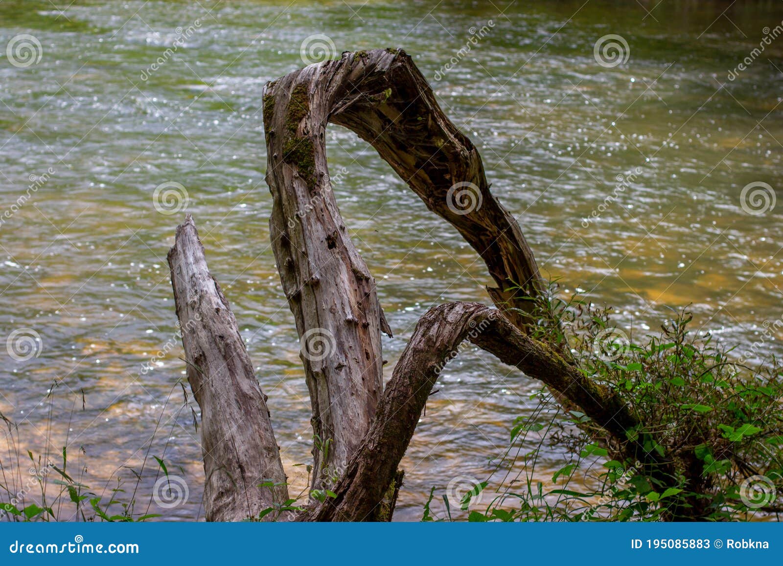 Gnarled Old Tree Trunk on a River Bank Stock Image - Image of scenery ...